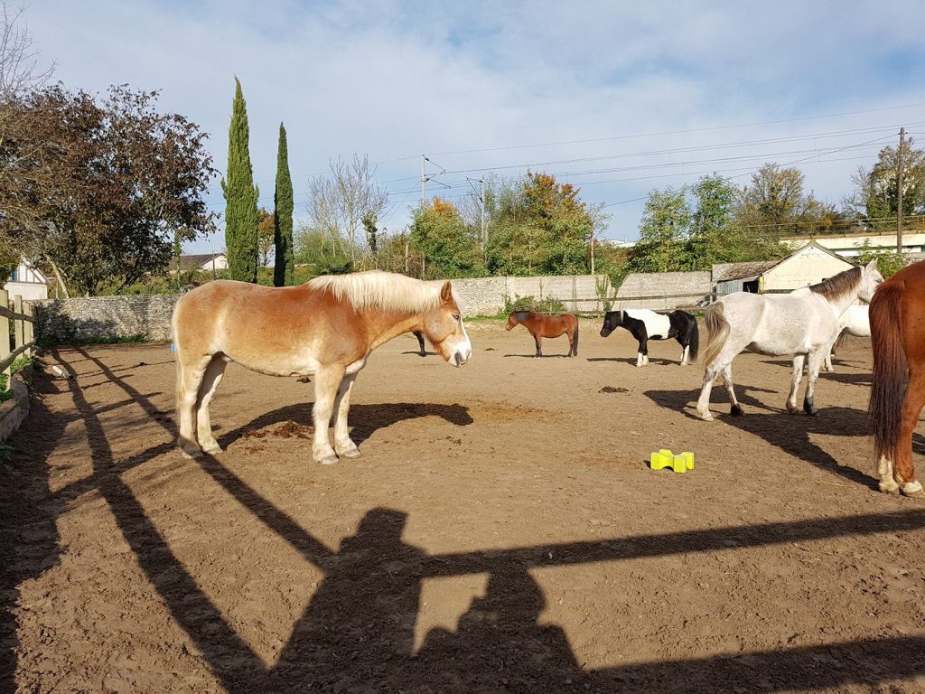 Tu es responsable de ce que tu as apprivoisé : Saint-Exupéry et le cheval